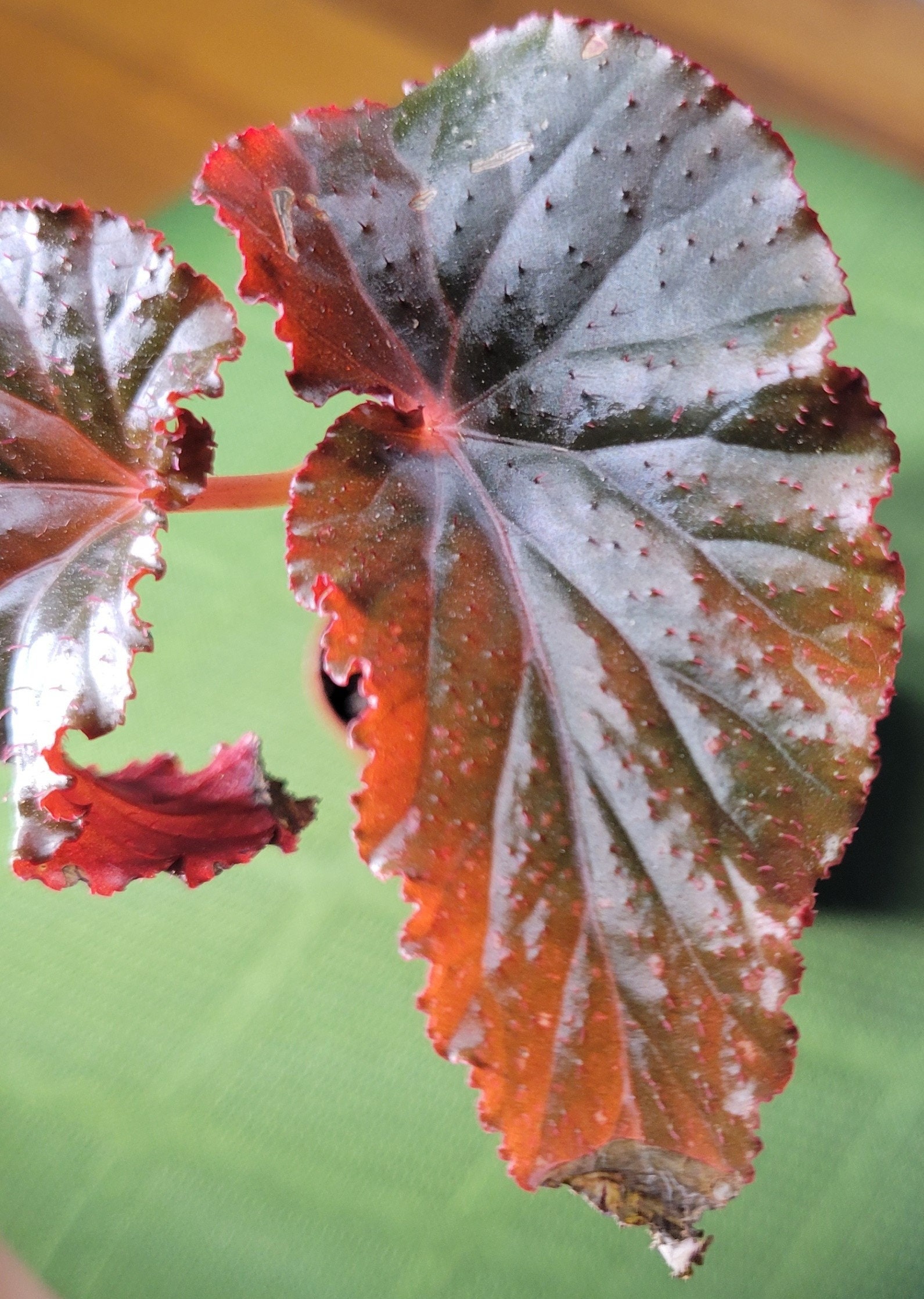 Begonia 'argenteo-guttata', angel Wing - Etsy