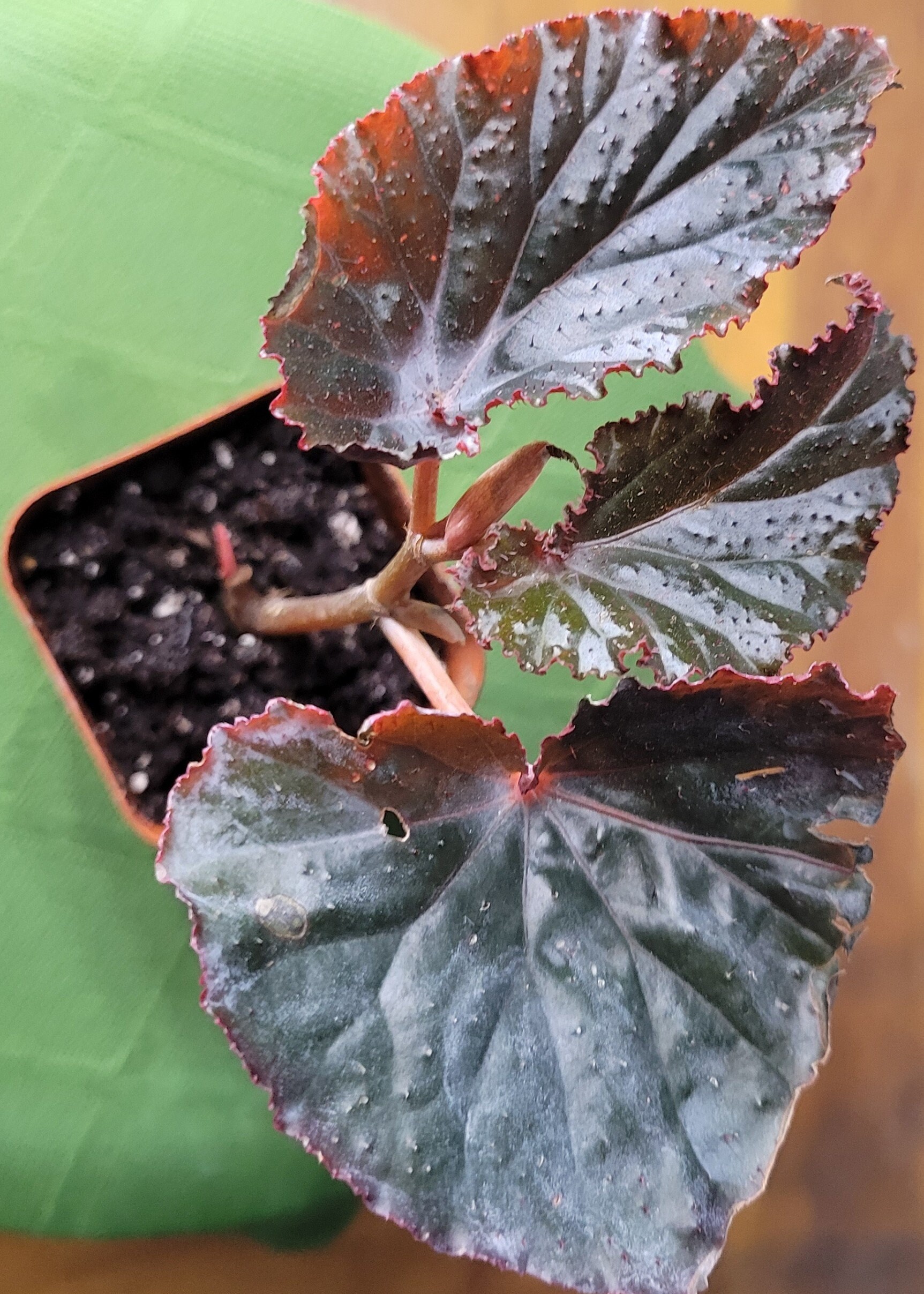 Begonia 'argenteo-guttata', angel Wing - Etsy