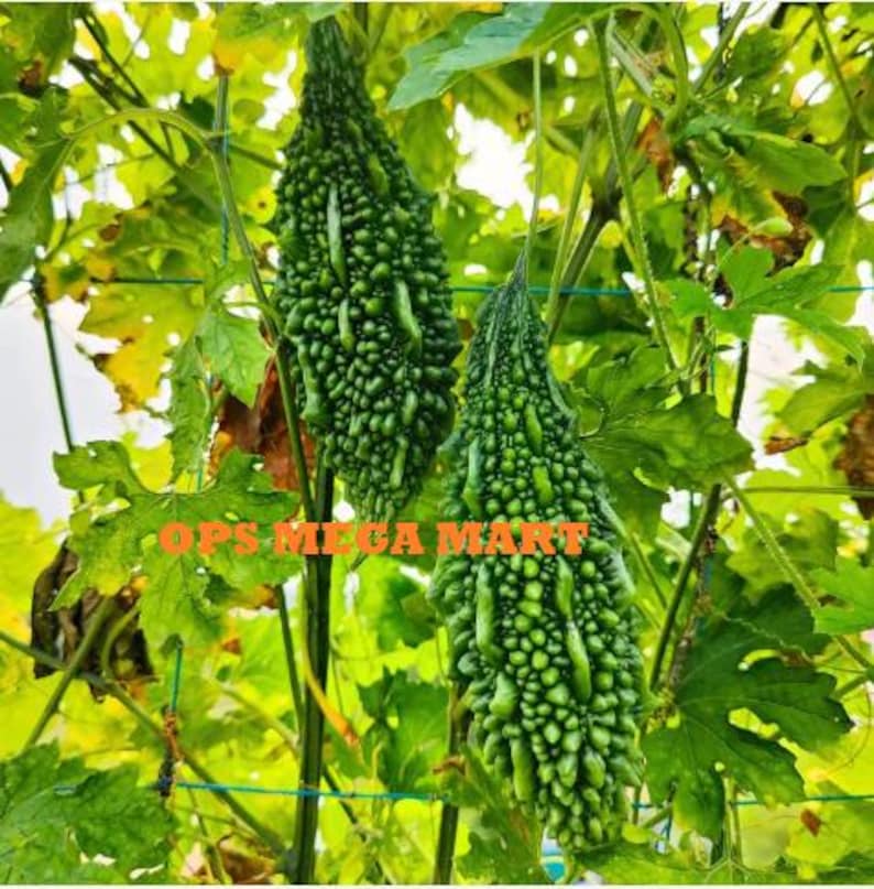 Bitter Gourd (karela) Seeds Long – Pack of 12 Seeds, Easy to Grow, High ...