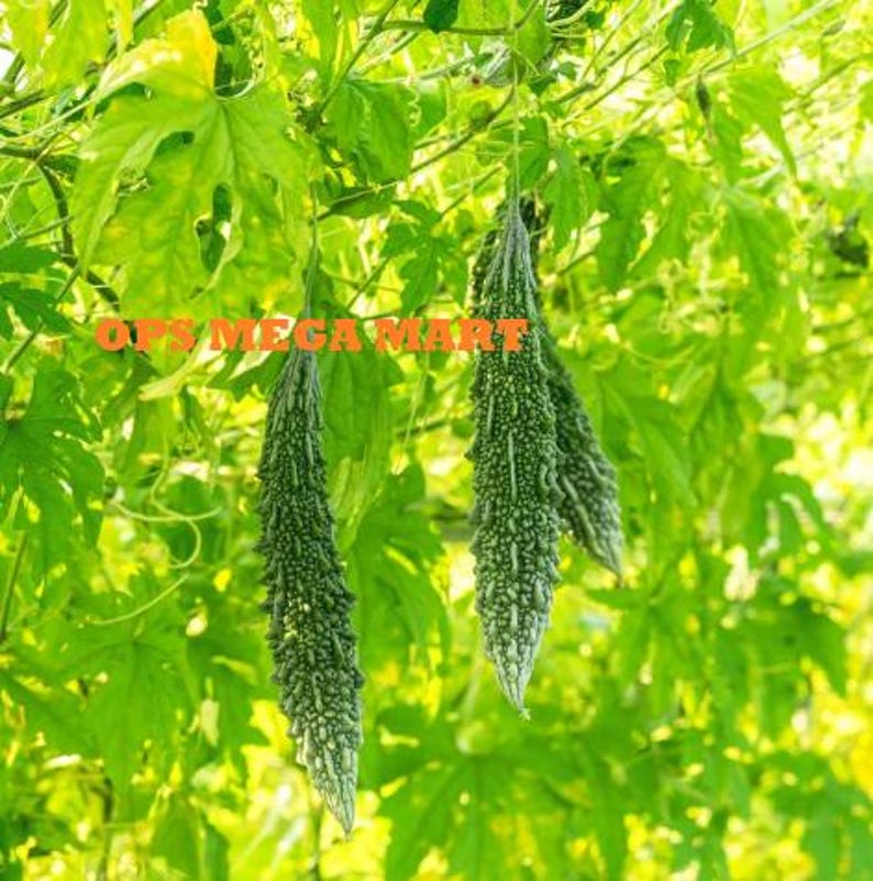 Bitter Gourd (karela) Seeds Long – Pack of 12 Seeds, Easy to Grow, High ...