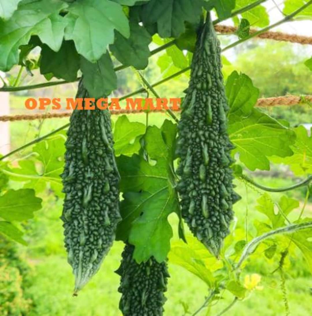 Bitter Gourd (karela) Seeds Long – Pack of 12 Seeds, Easy to Grow, High ...