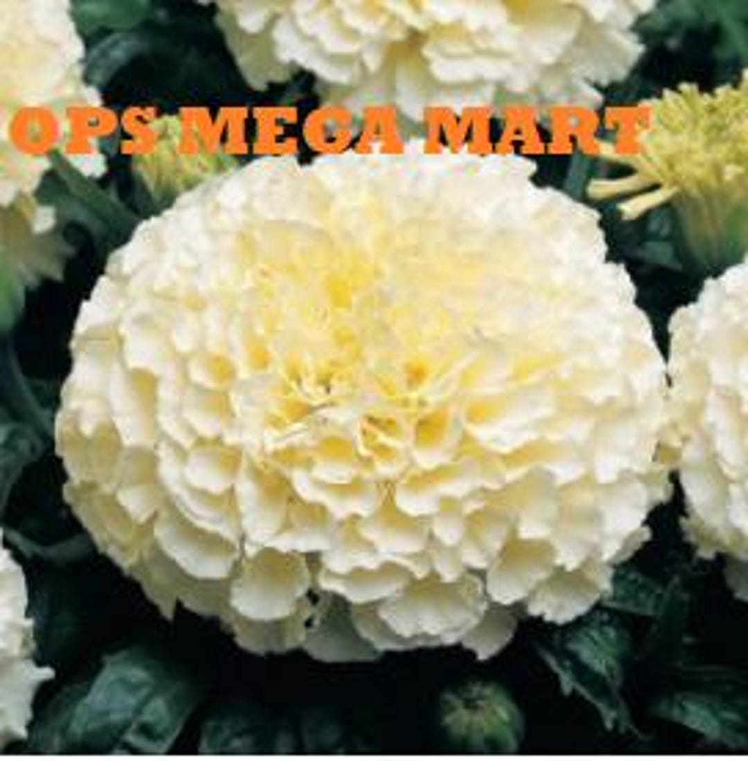 Marigold White Flower Seeds, Genda Seeds, High Germination/ Easy to ...