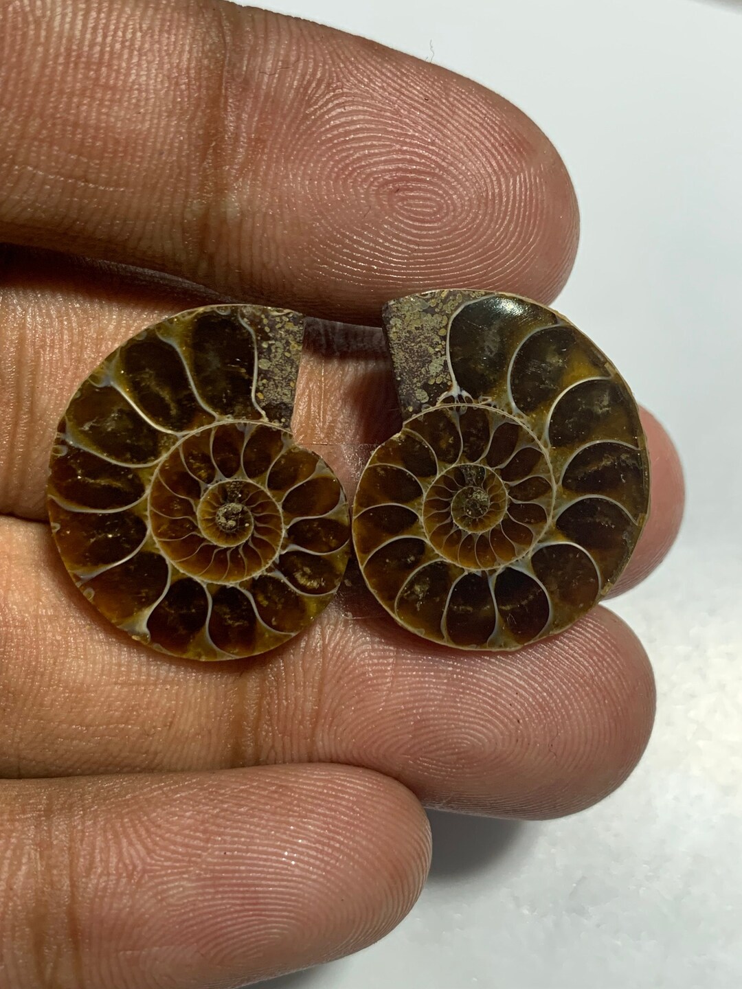 Ammonite, Fossil Ammonite, Small Ammonite, Ammonite Iridescent Ammonite ...