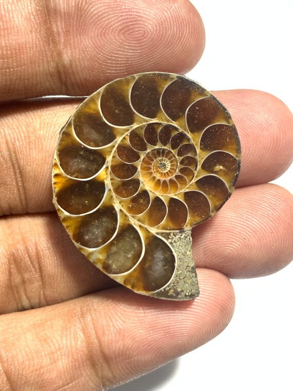 Rabiyajewels Ammonite Opalized Fossils. Flashy Rainbow - Etsy