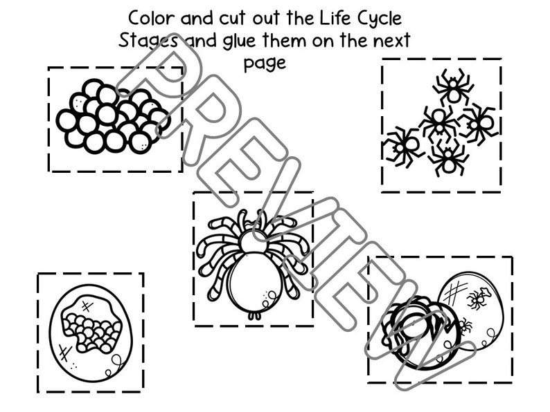 Spider Lesson, Spider Activities, Spider Theme, Spider Life Cycle ...