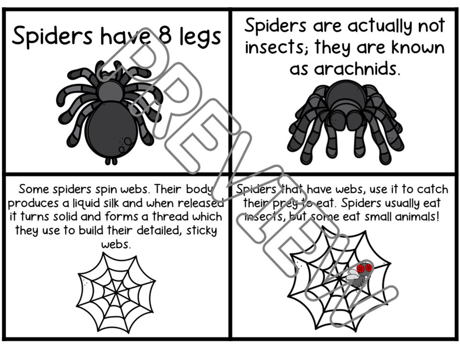Spider Lesson, Spider Activities, Spider Theme, Spider Life Cycle ...