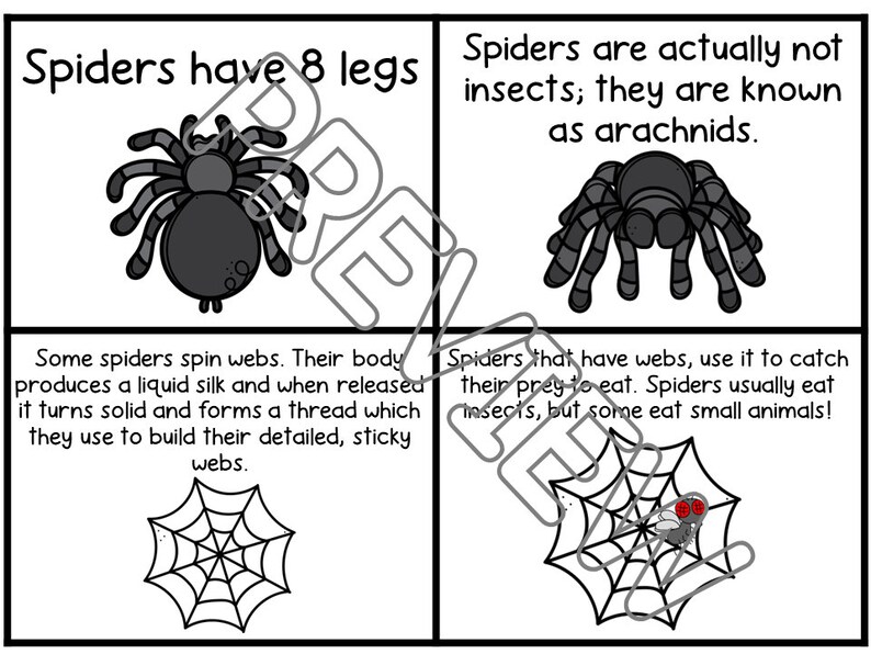 Spider Lesson, Spider Activities, Spider Theme, Spider Life Cycle ...