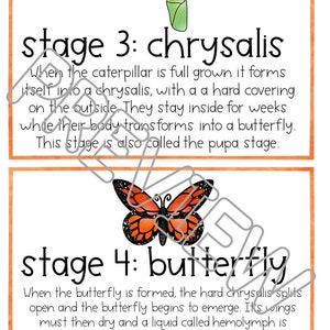 Butterfly Life Cycle Lesson, Preschool Butterfly Lesson, Butterfly ...