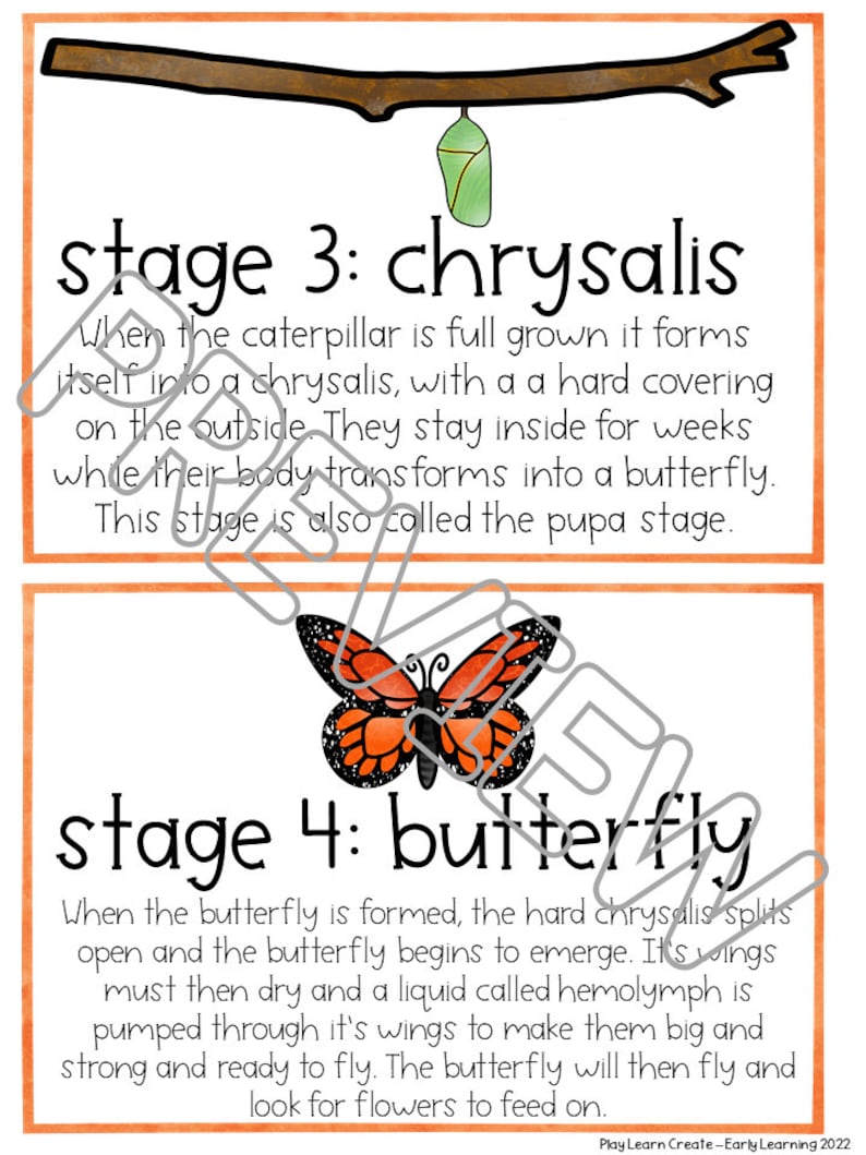 Butterfly Life Cycle Lesson, Preschool Butterfly Lesson, Butterfly ...