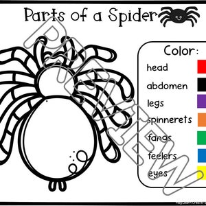 Spider Lesson, Spider Activities, Spider Theme, Spider Life Cycle ...