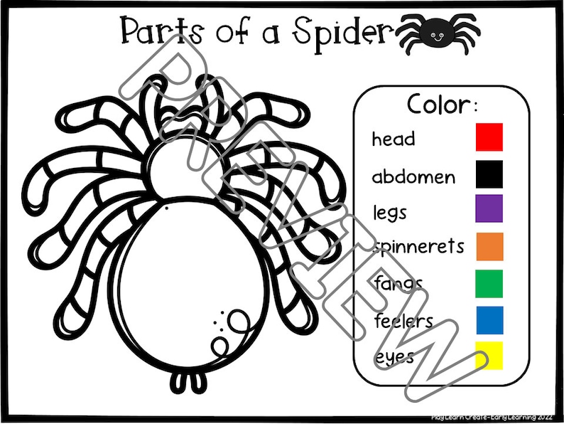Spider Lesson, Spider Activities, Spider Theme, Spider Life Cycle ...