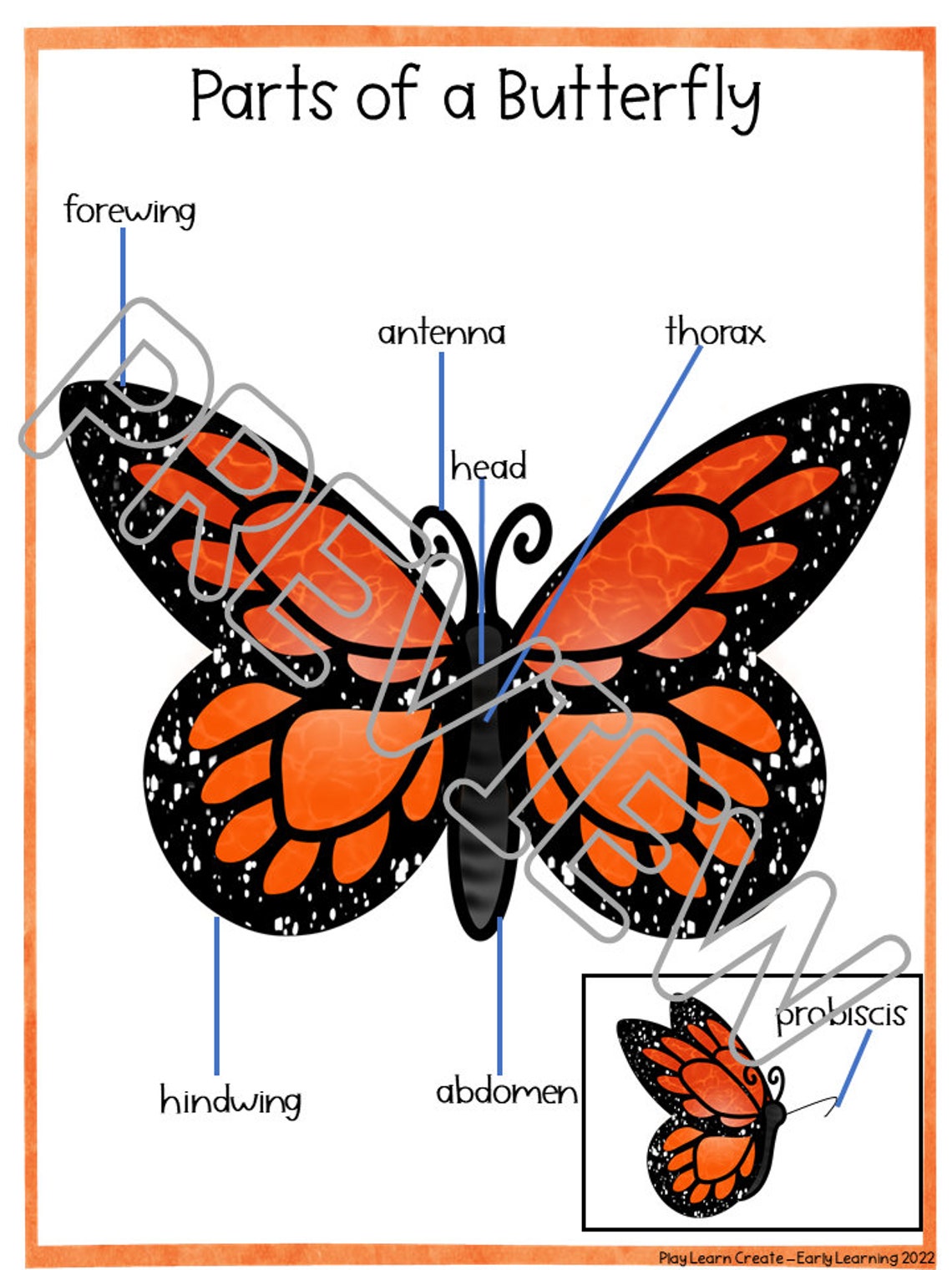 Butterfly Life Cycle Lesson, Preschool Butterfly Lesson, Butterfly ...