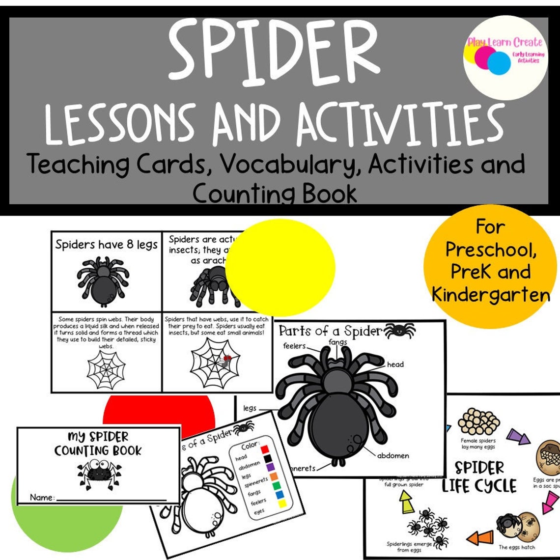 Spider Lesson, Spider Activities, Spider Theme, Spider Life Cycle ...