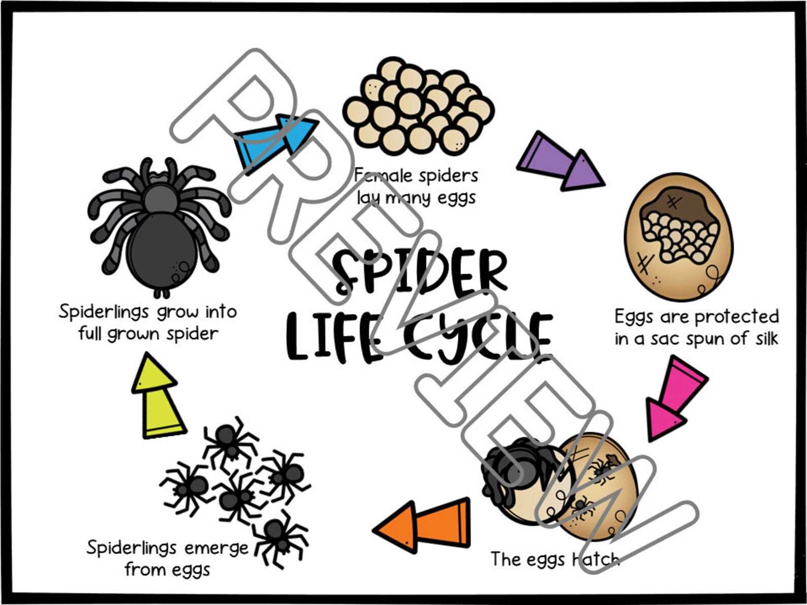 Spider Lesson, Spider Activities, Spider Theme, Spider Life Cycle ...