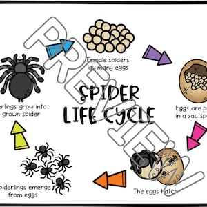 Spider Lesson, Spider Activities, Spider Theme, Spider Life Cycle ...