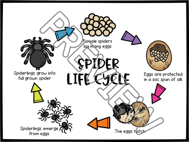 Spider Lesson, Spider Activities, Spider Theme, Spider Life Cycle ...