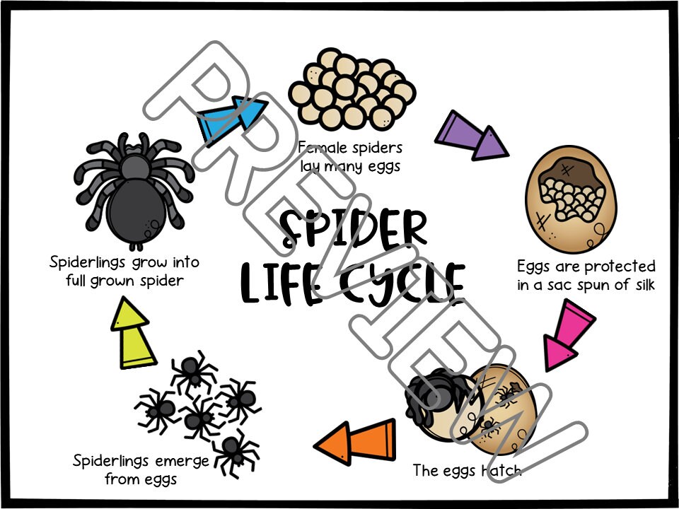 Spider Lesson, Spider Activities, Spider Theme, Spider Life Cycle ...