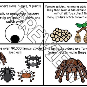 Spider Lesson, Spider Activities, Spider Theme, Spider Life Cycle ...
