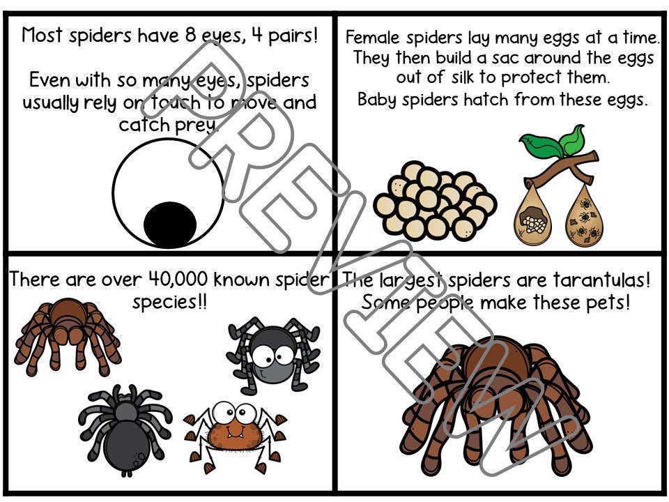 Spider Lesson, Spider Activities, Spider Theme, Spider Life Cycle ...