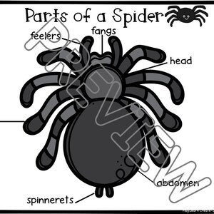 Spider Lesson, Spider Activities, Spider Theme, Spider Life Cycle ...