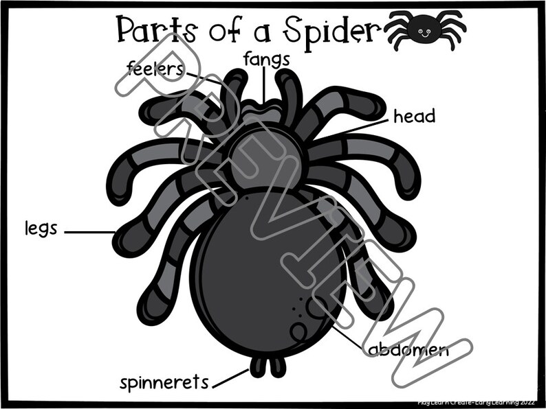 Spider Lesson, Spider Activities, Spider Theme, Spider Life Cycle ...