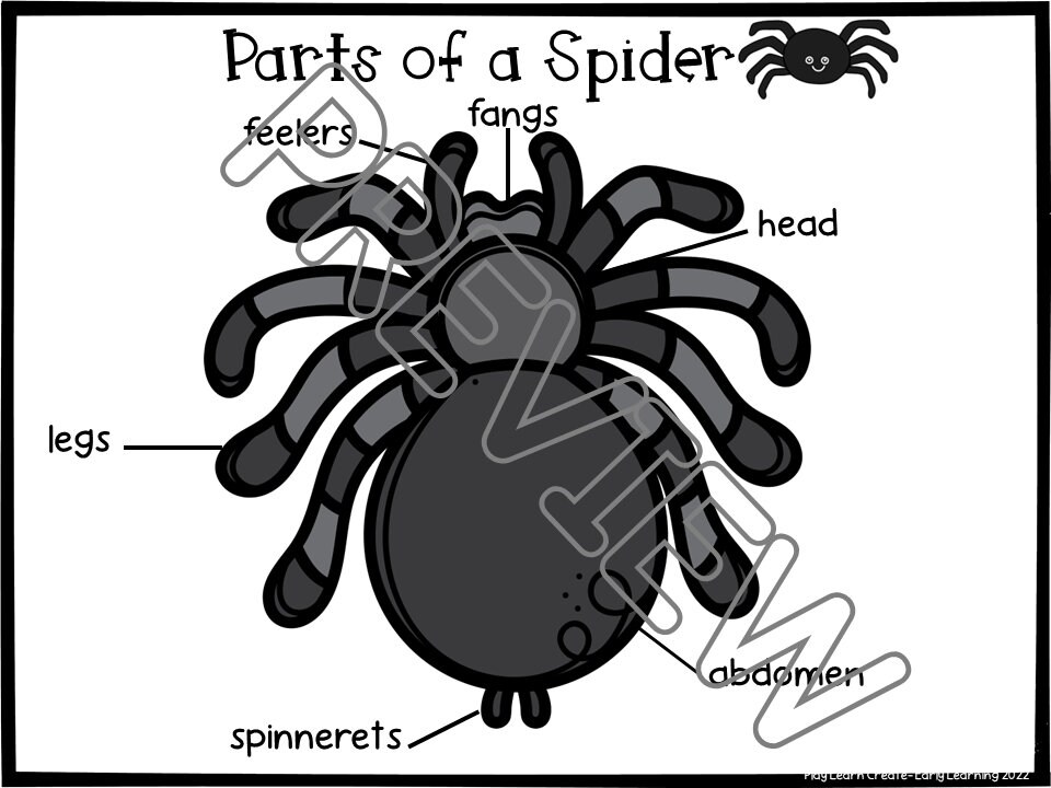 Spider Lesson, Spider Activities, Spider Theme, Spider Life Cycle ...