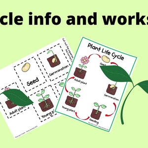 Plant Cycle Lesson, Printable Plant Cycle Lessons, Spring Lessons for ...
