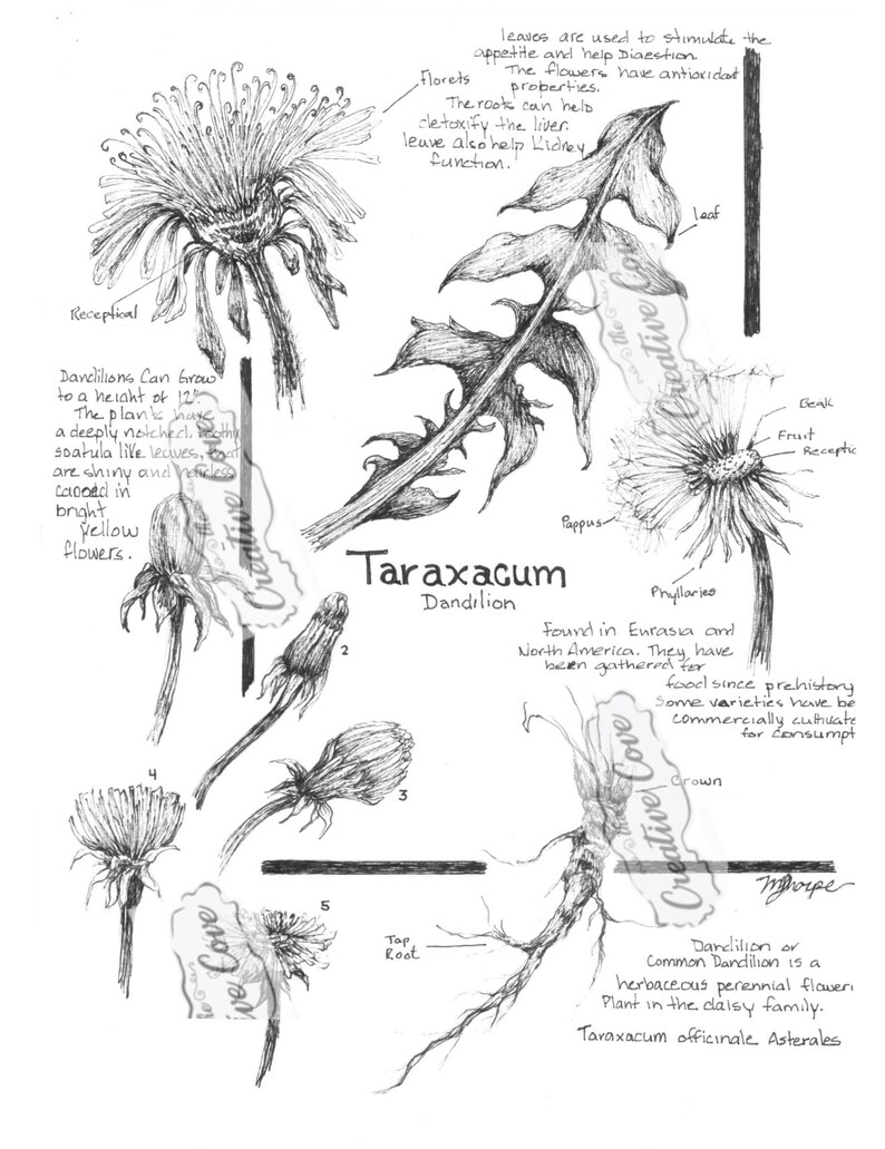 Botanical Sketches Group 1 - Etsy