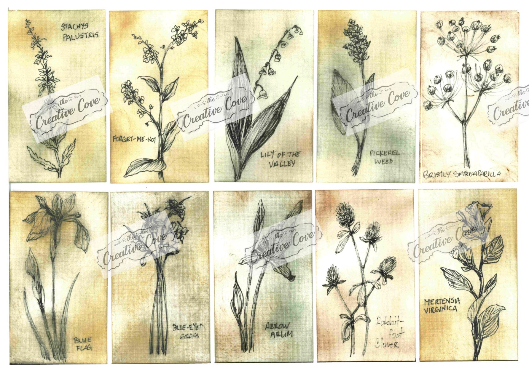 American Wildflower - Sketch Collection - Etsy