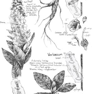 Botanical Sketches Group 1 - Etsy