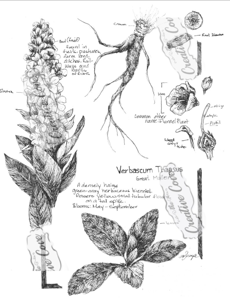 Botanical Sketches Group 1 - Etsy