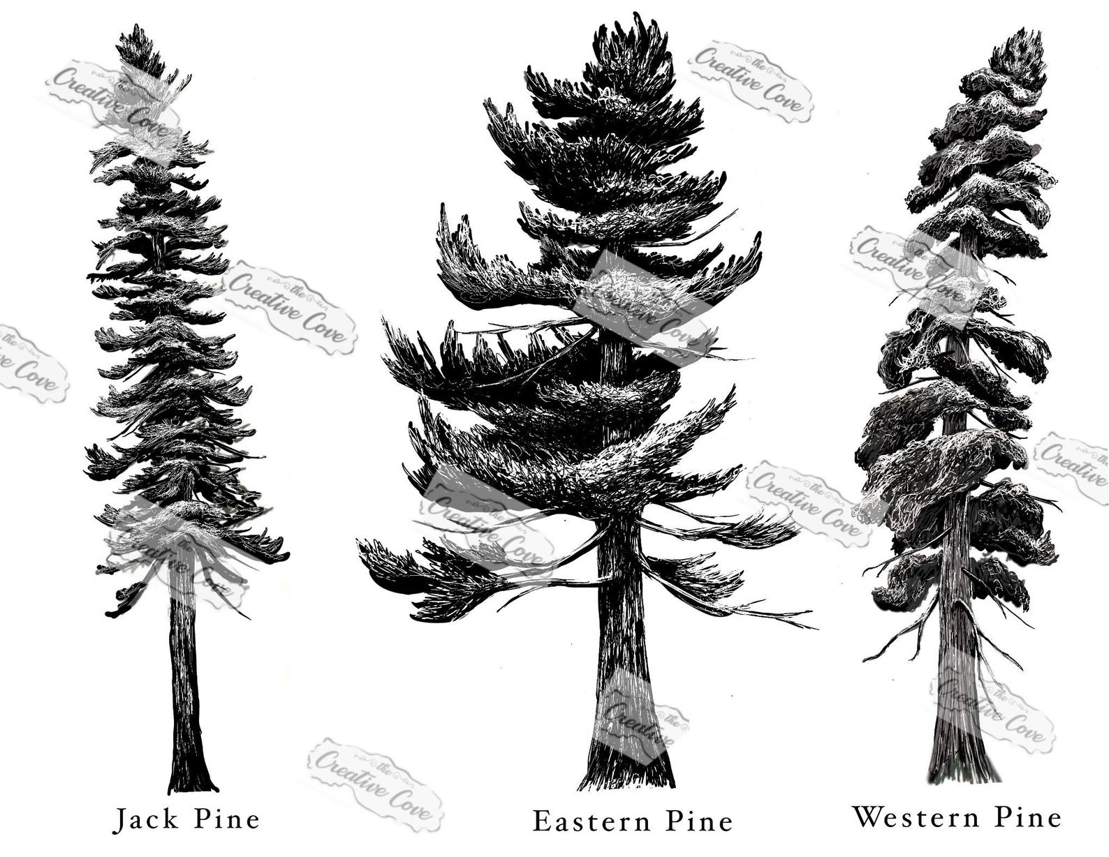 Conifers Sketch Collection - Etsy