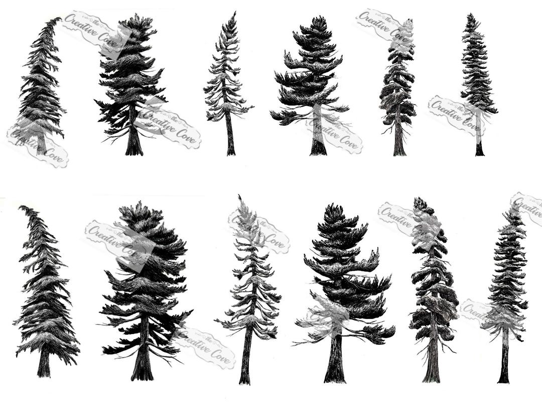 Conifers Sketch Collection - Etsy