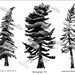 Conifers Sketch Collection - Etsy