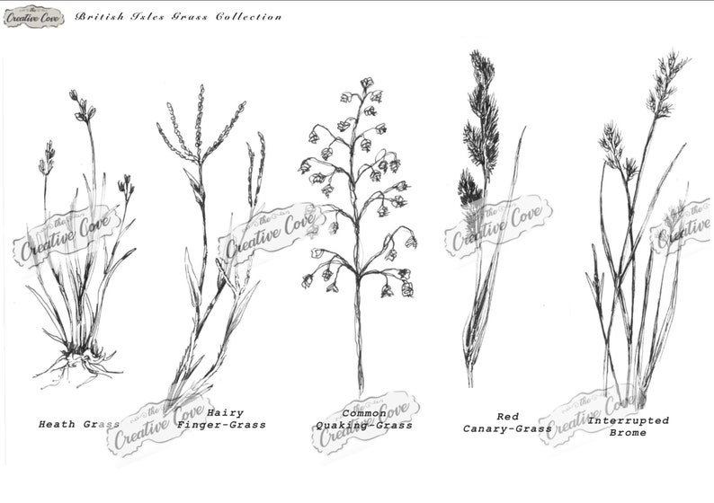 British Isles Grass Collection - Etsy