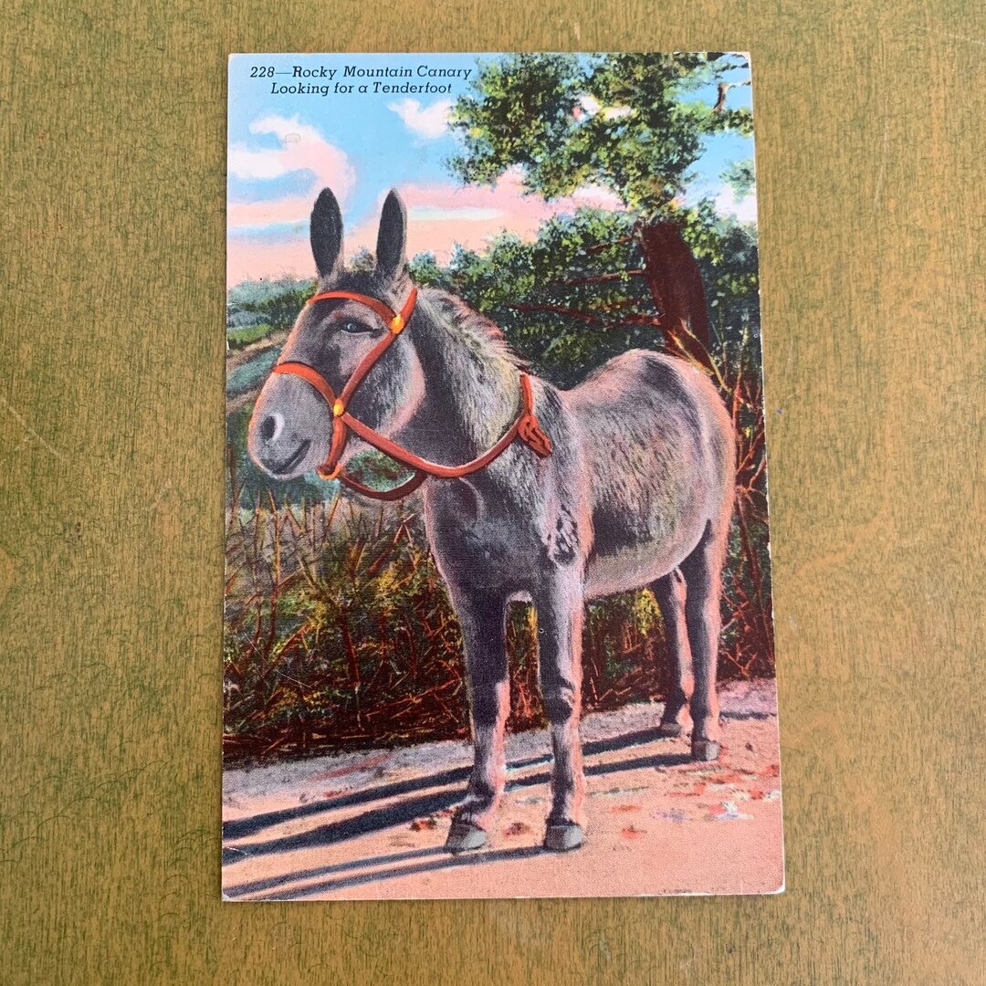 Vintage Donkey Postcard // Rocky Mountain Canary // Unused - Etsy