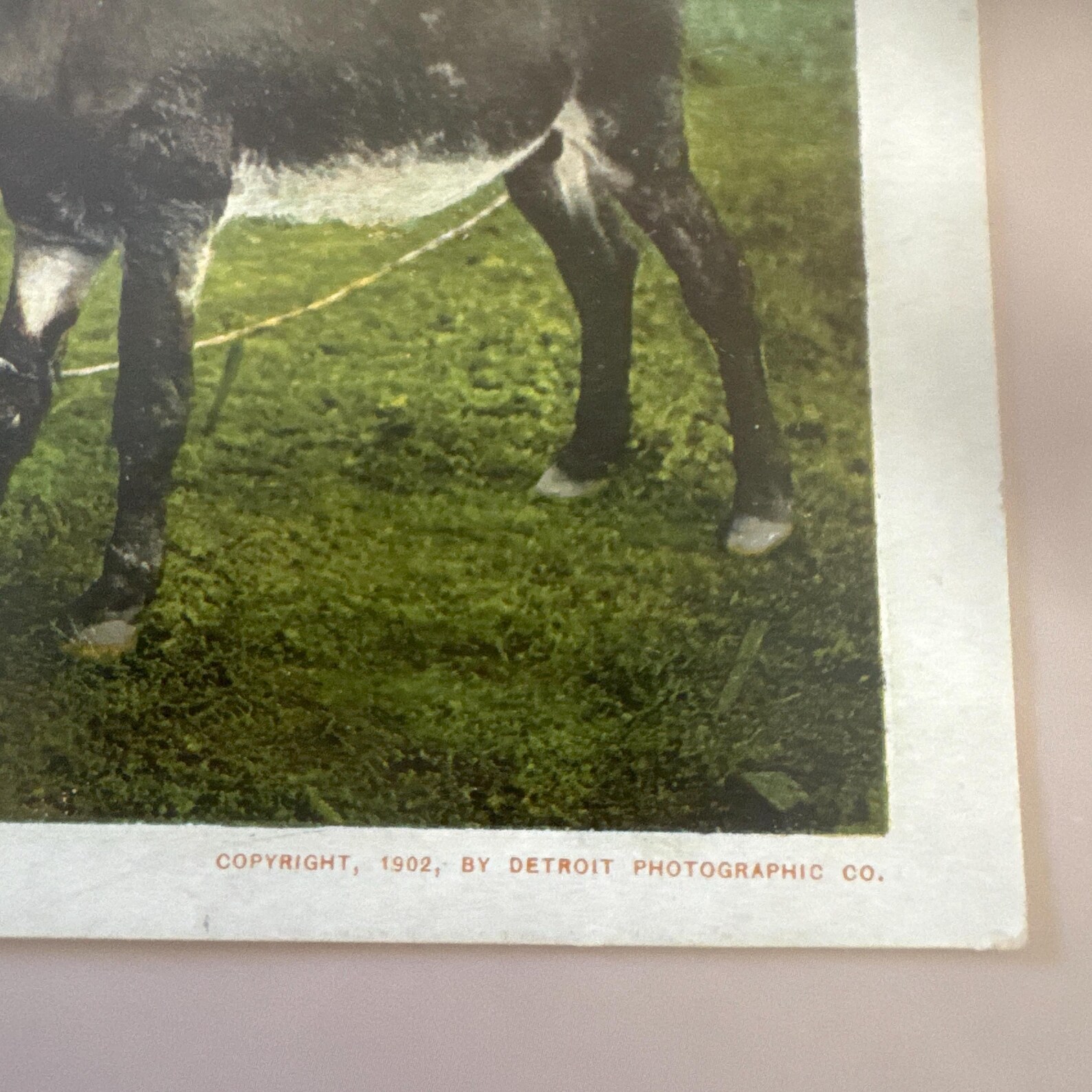 1907 "a Hungry Jack" Vintage Donkey Postcard - Pristine Condition ...