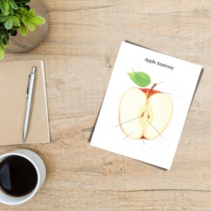 Printable Autumn Life Cycle | Apple Life Cycle | Pumpkin Life Cycle ...