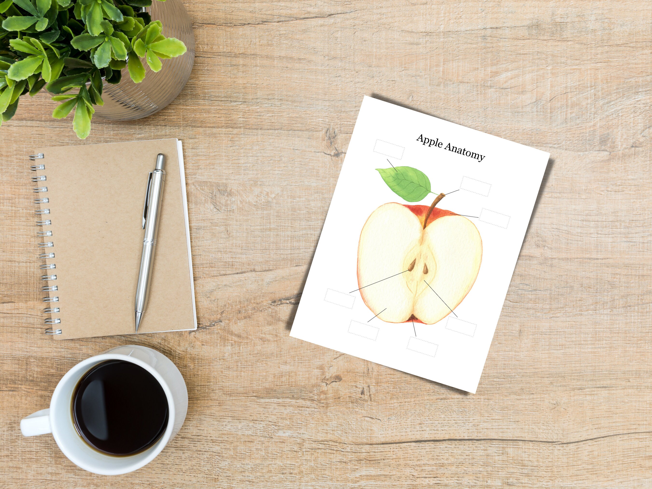 Printable Autumn Life Cycle | Apple Life Cycle | Pumpkin Life Cycle ...