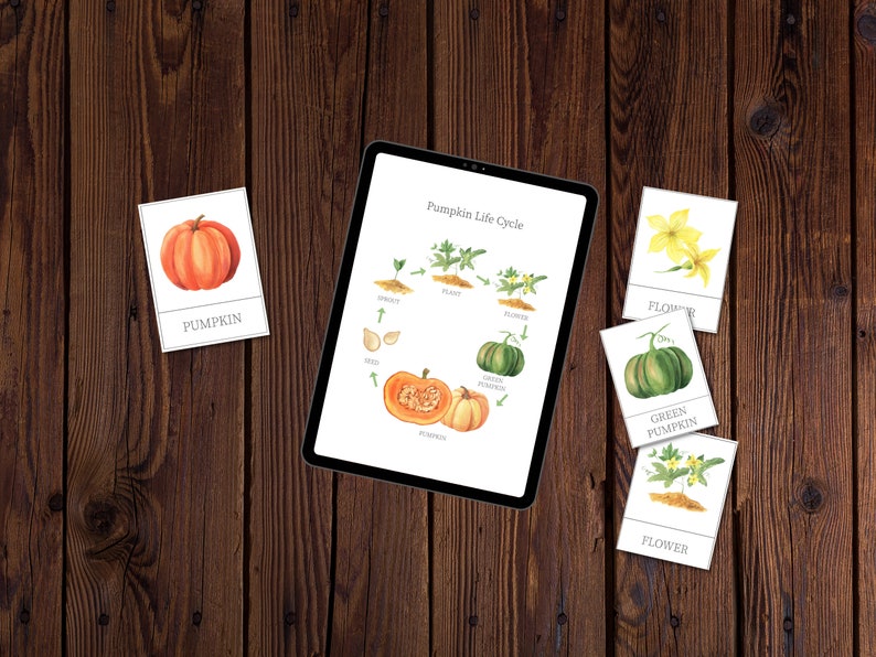Printable Autumn Life Cycle | Apple Life Cycle | Pumpkin Life Cycle ...