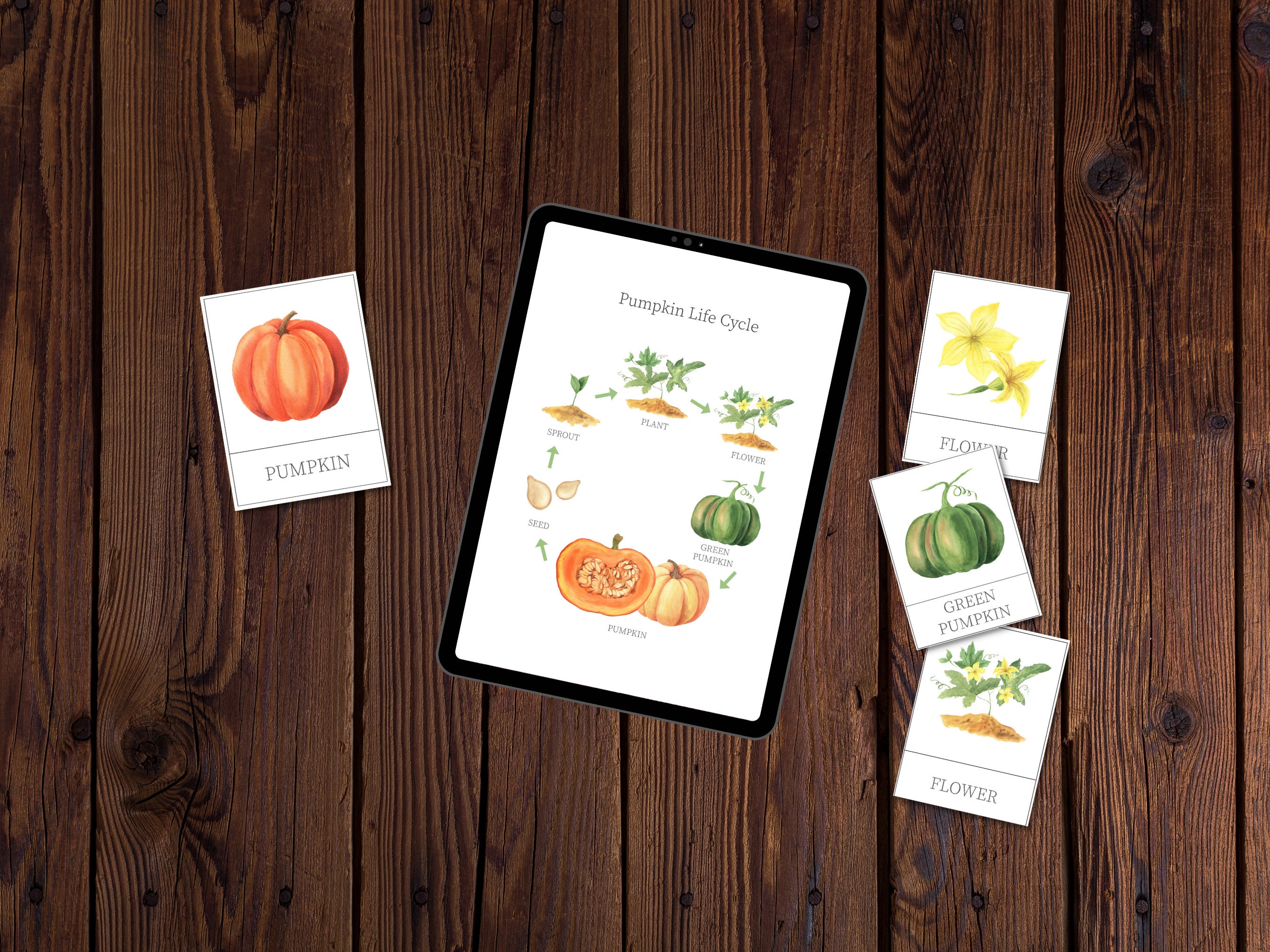 Printable Autumn Life Cycle | Apple Life Cycle | Pumpkin Life Cycle ...