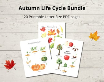 Montessori Apple Unit - Etsy