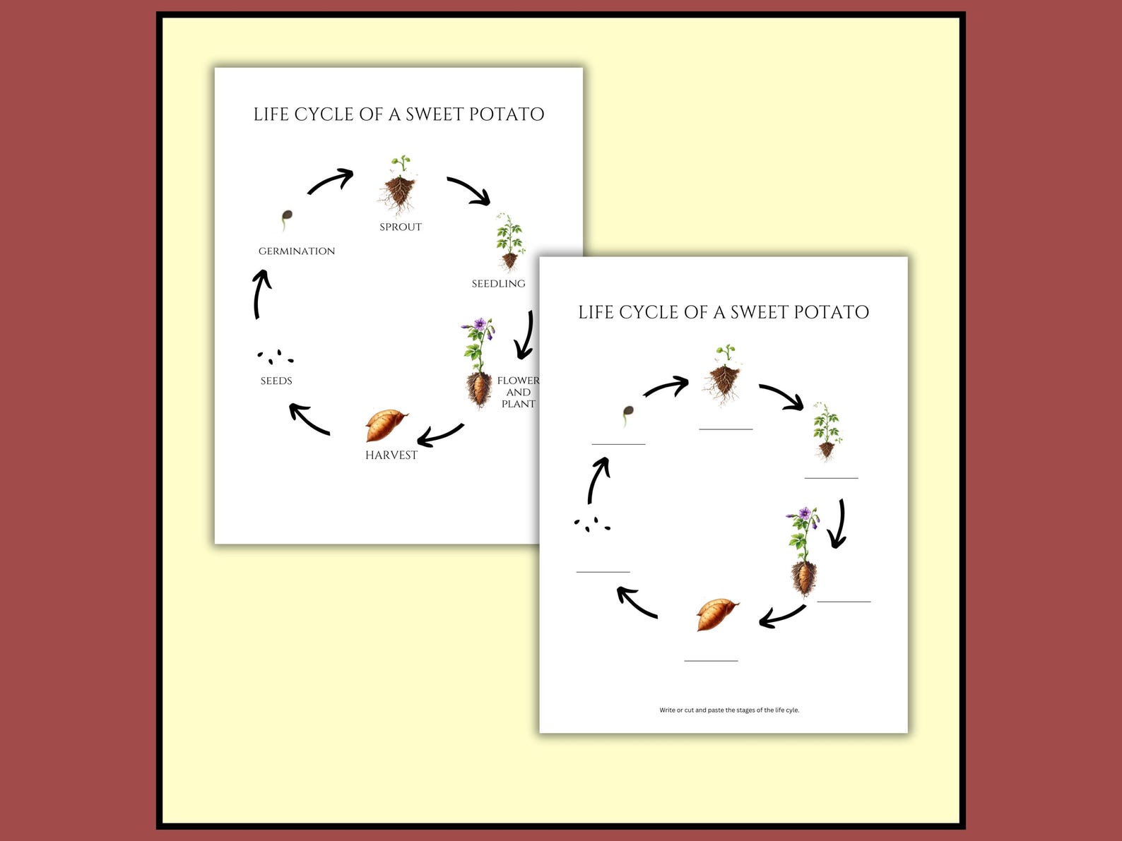 Life Cycle of Sweet Potato Printable Activities | Preschool Printables ...