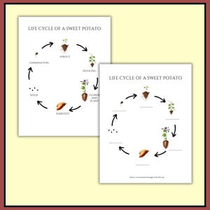 Life Cycle of Sweet Potato Printable Activities Preschool Printables ...