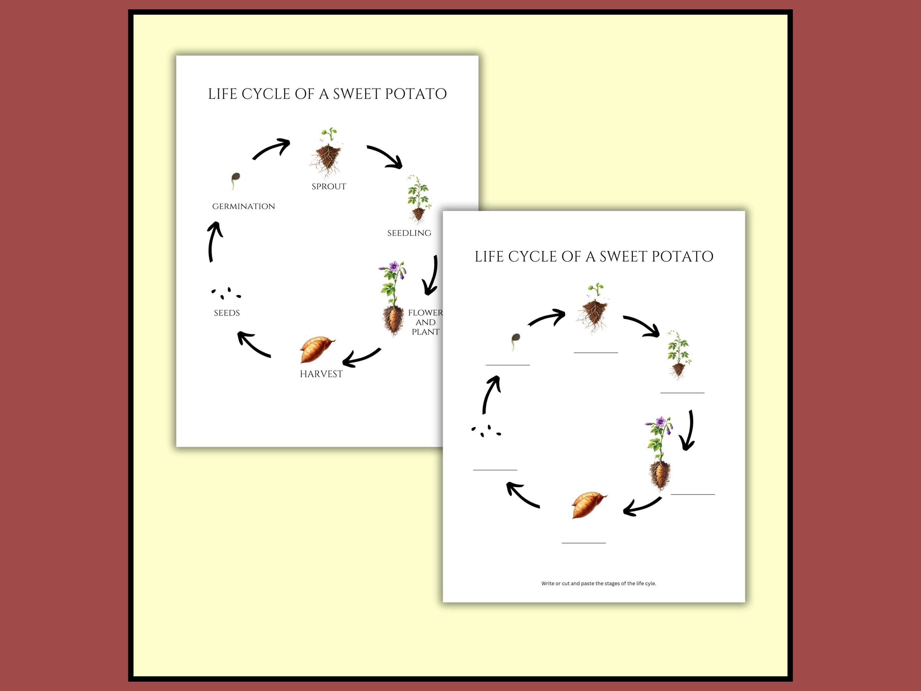 Life Cycle of Sweet Potato Printable Activities | Preschool Printables ...