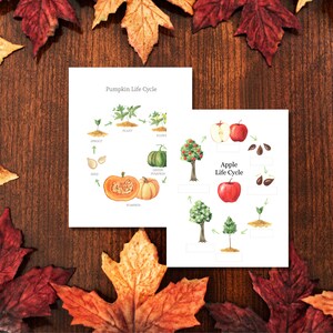 Printable Autumn Life Cycle | Apple Life Cycle | Pumpkin Life Cycle ...