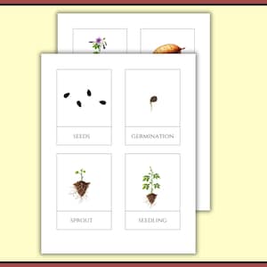 Life Cycle of Sweet Potato Printable Activities | Preschool Printables ...