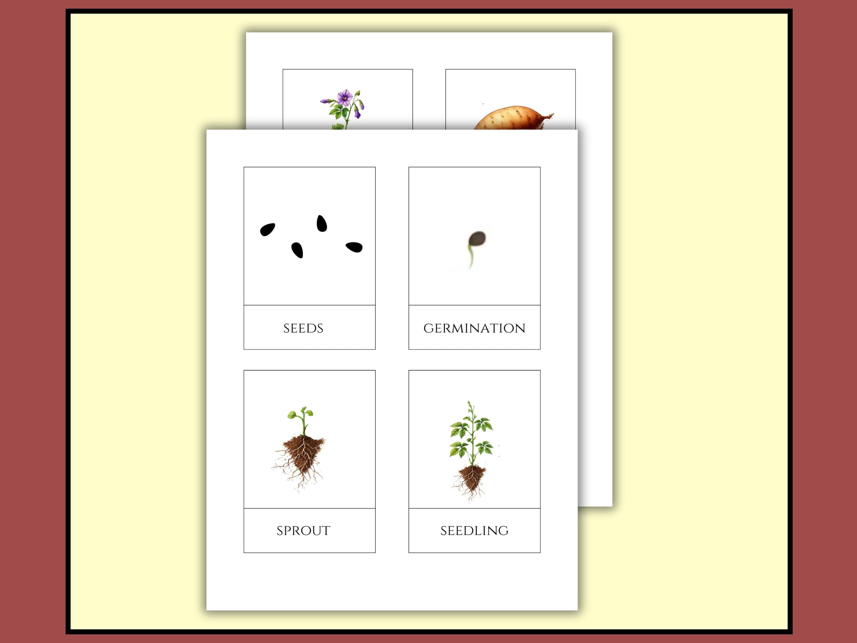 Life Cycle of Sweet Potato Printable Activities | Preschool Printables ...