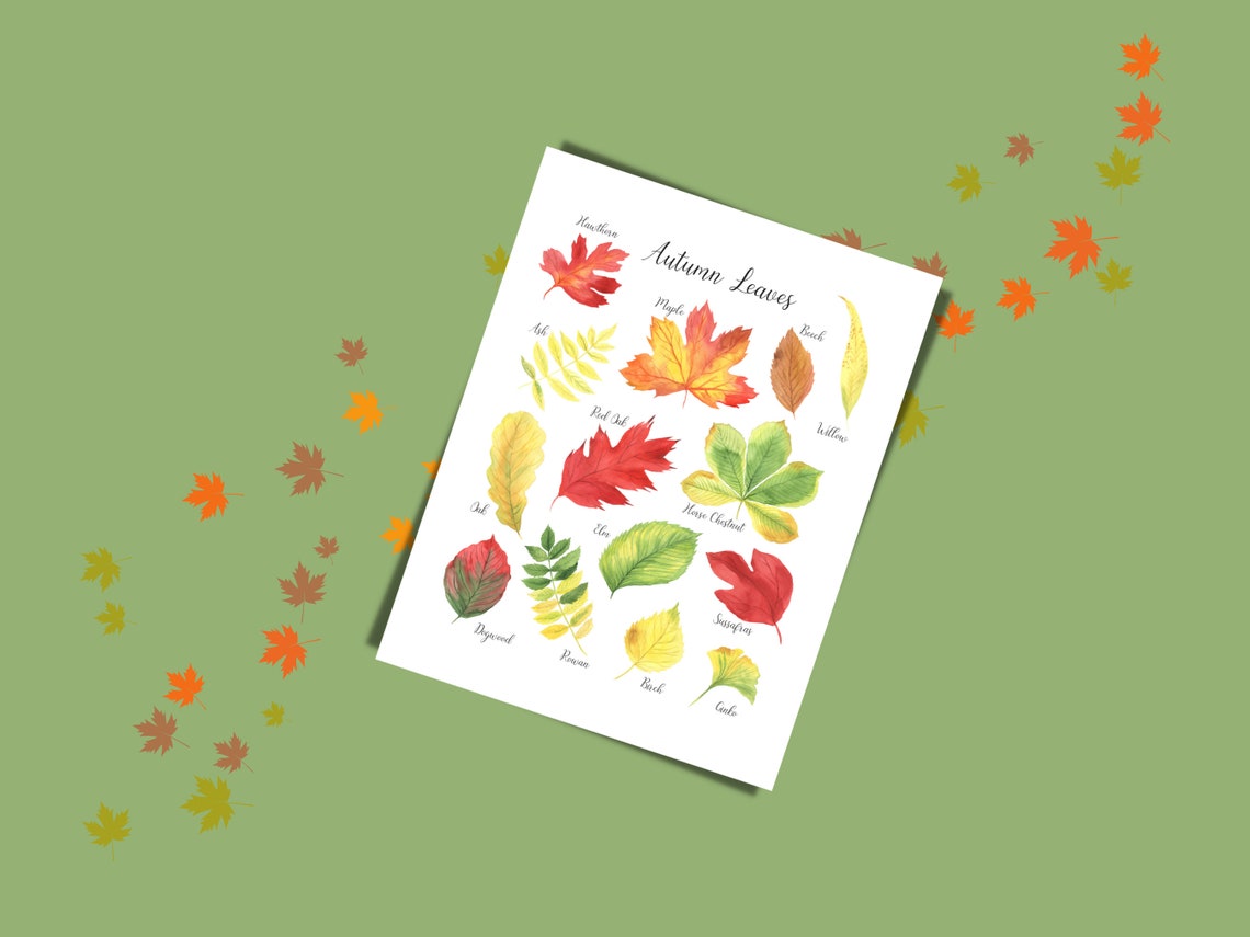 Printable Autumn Life Cycle Apple Life Cycle Pumpkin Life Cycle ...