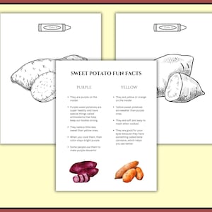 Life Cycle of Sweet Potato Printable Activities Preschool Printables ...